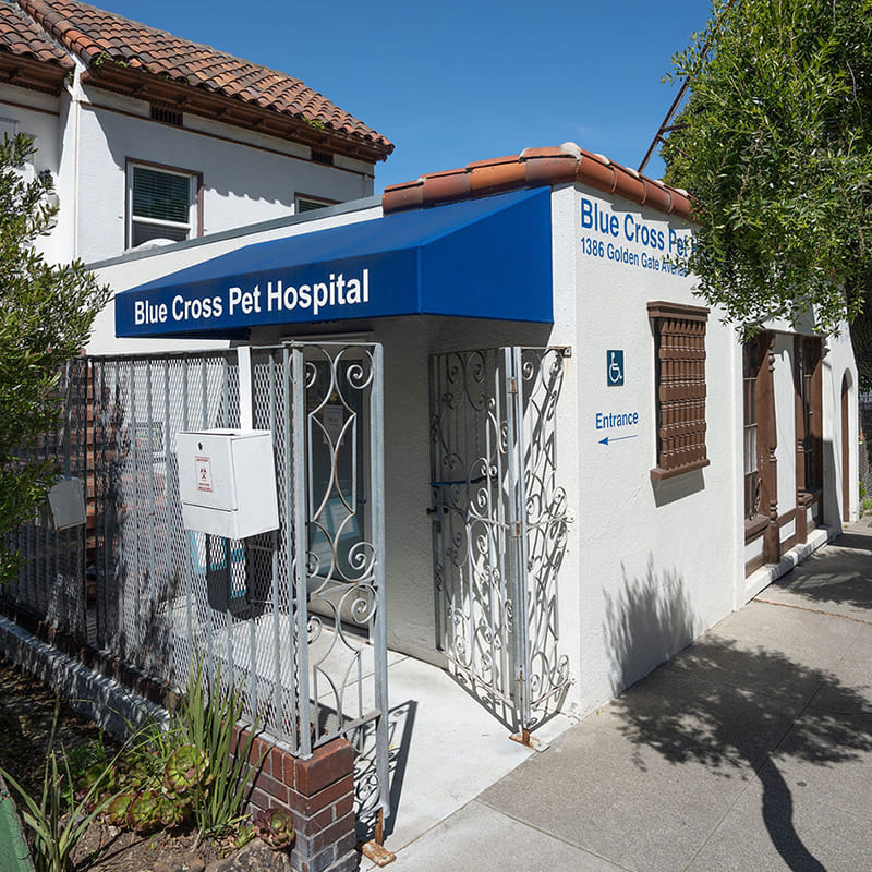 Blue Cross Pet Hospital